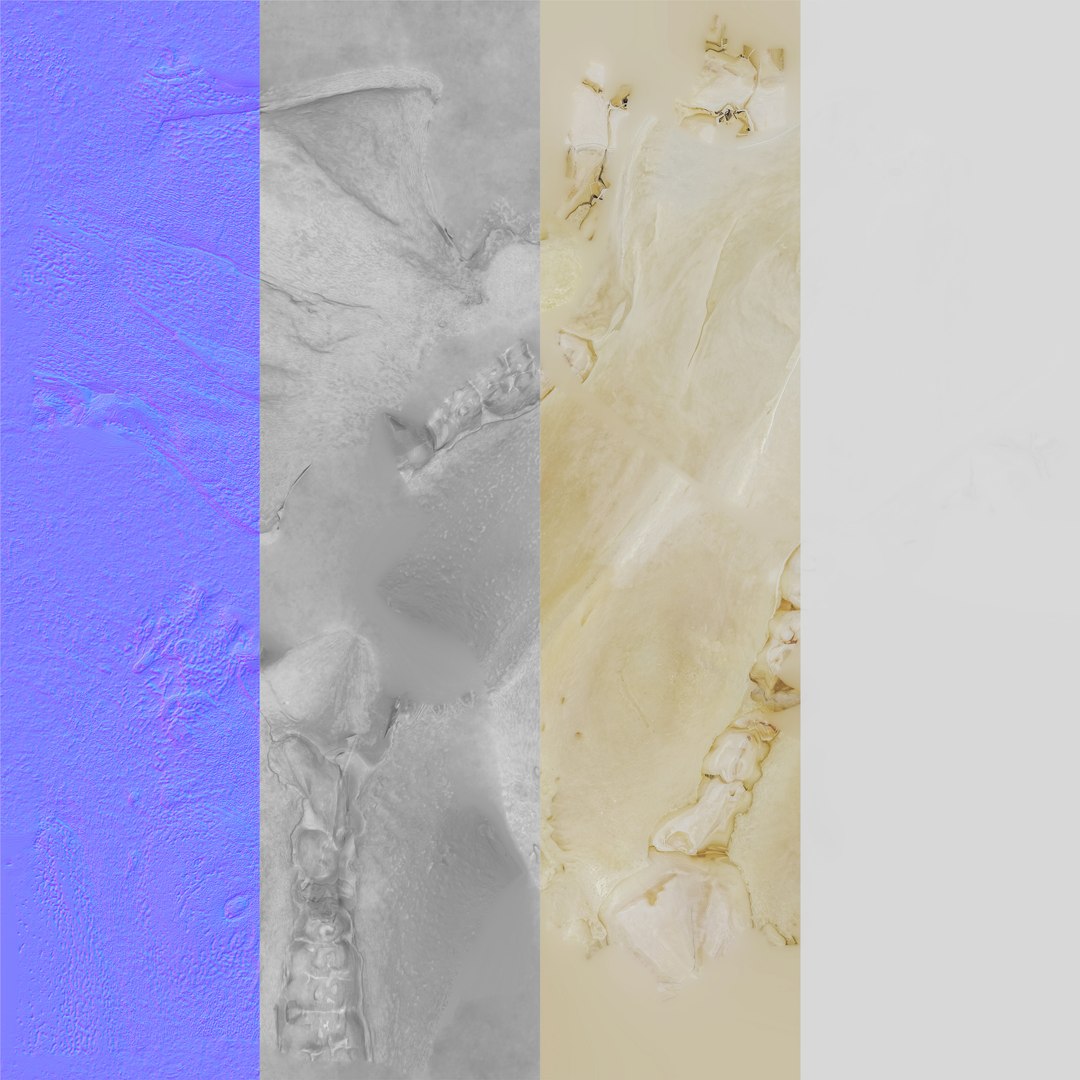 Pavian Monkey Male Jaw 3D Model - TurboSquid 1573484