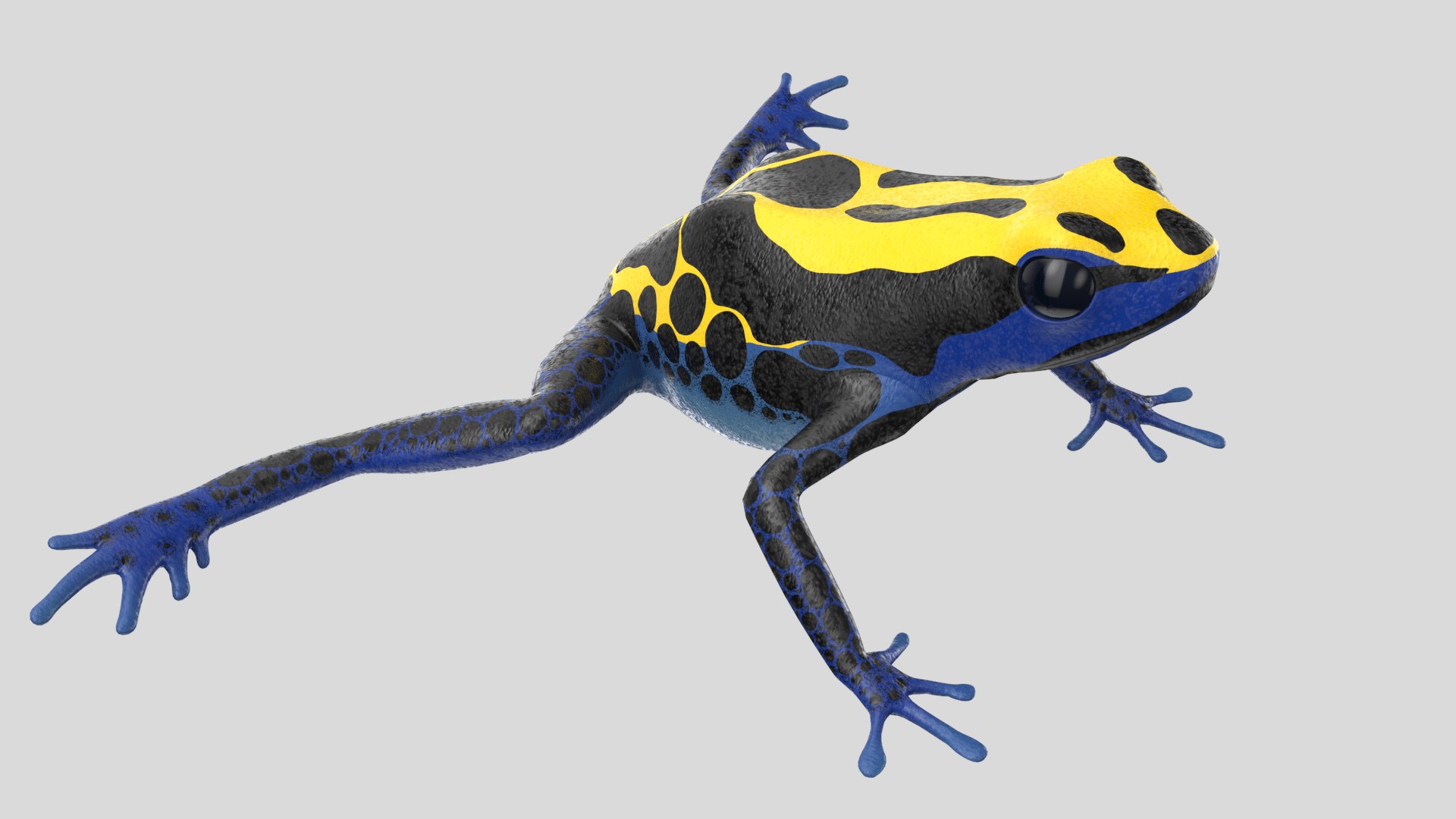 Dyeing Poison Dart Frog 3D Model - TurboSquid 1376198