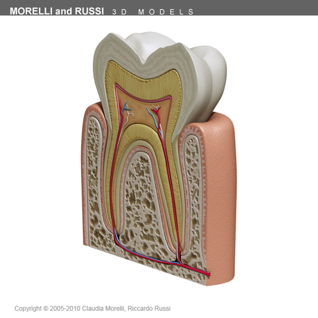 Tooth Section 3d Model