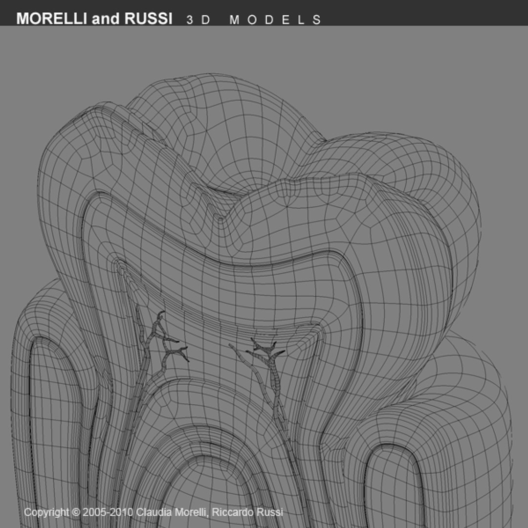 Tooth Section 3d Model