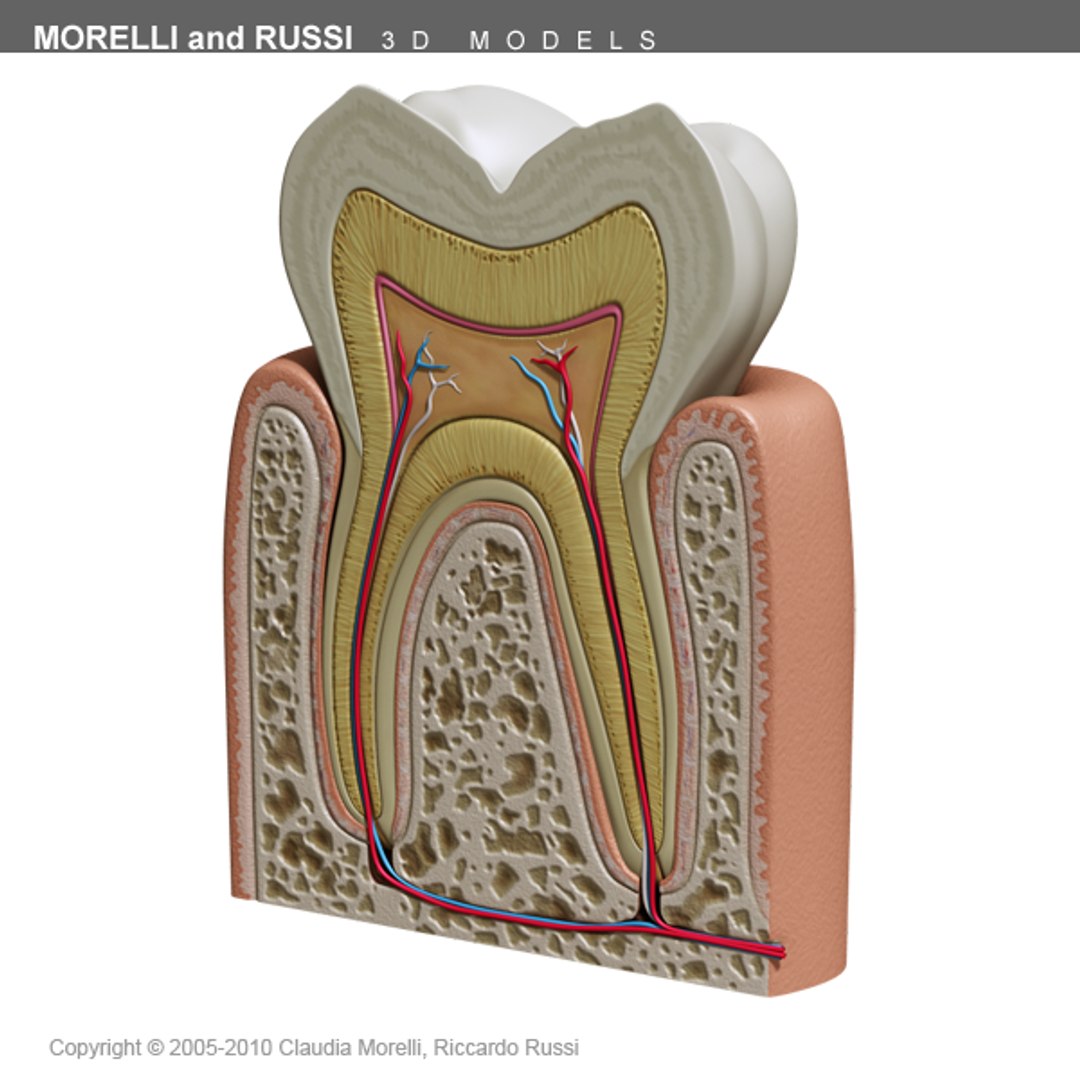 Tooth Section 3d Model