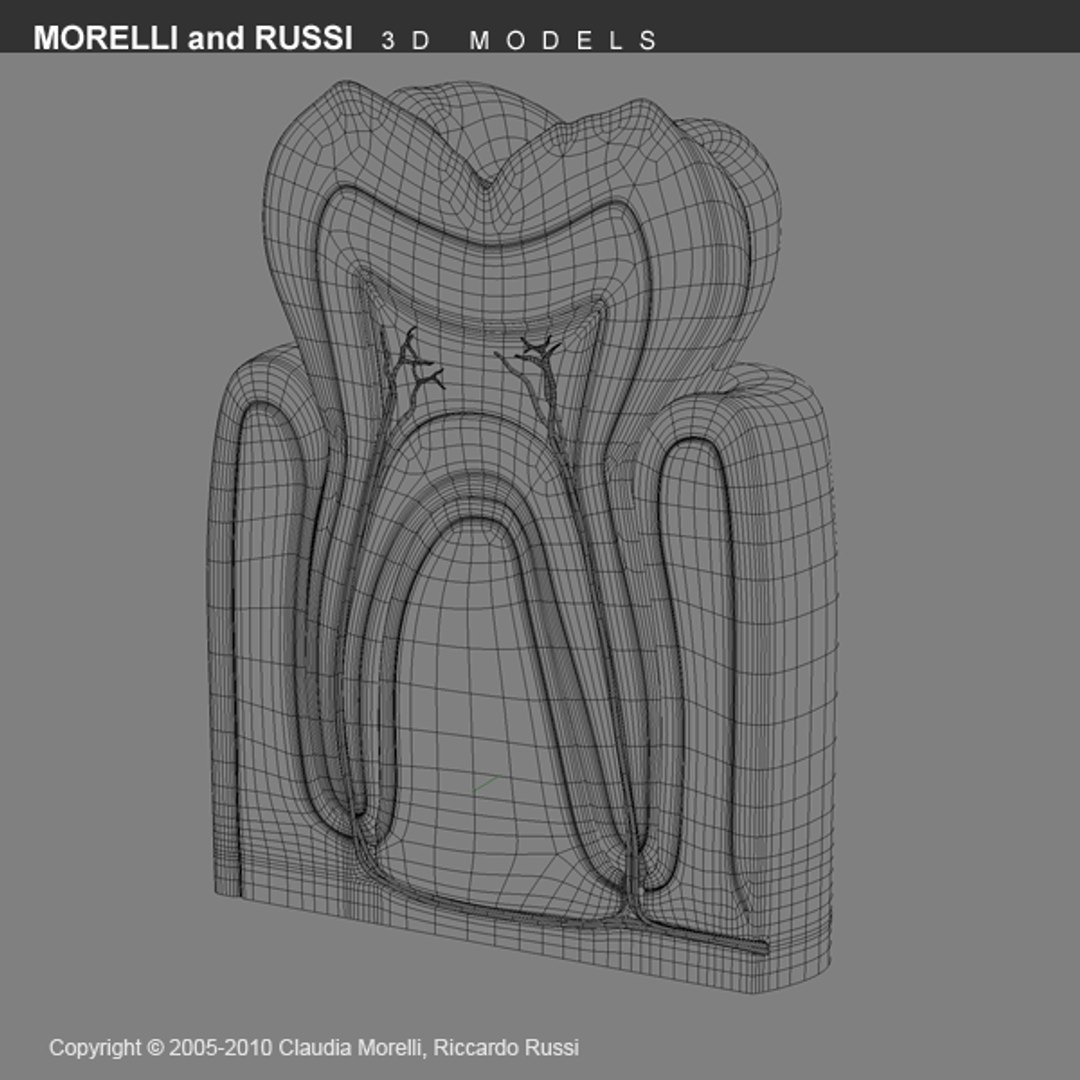 Tooth Section 3d Model