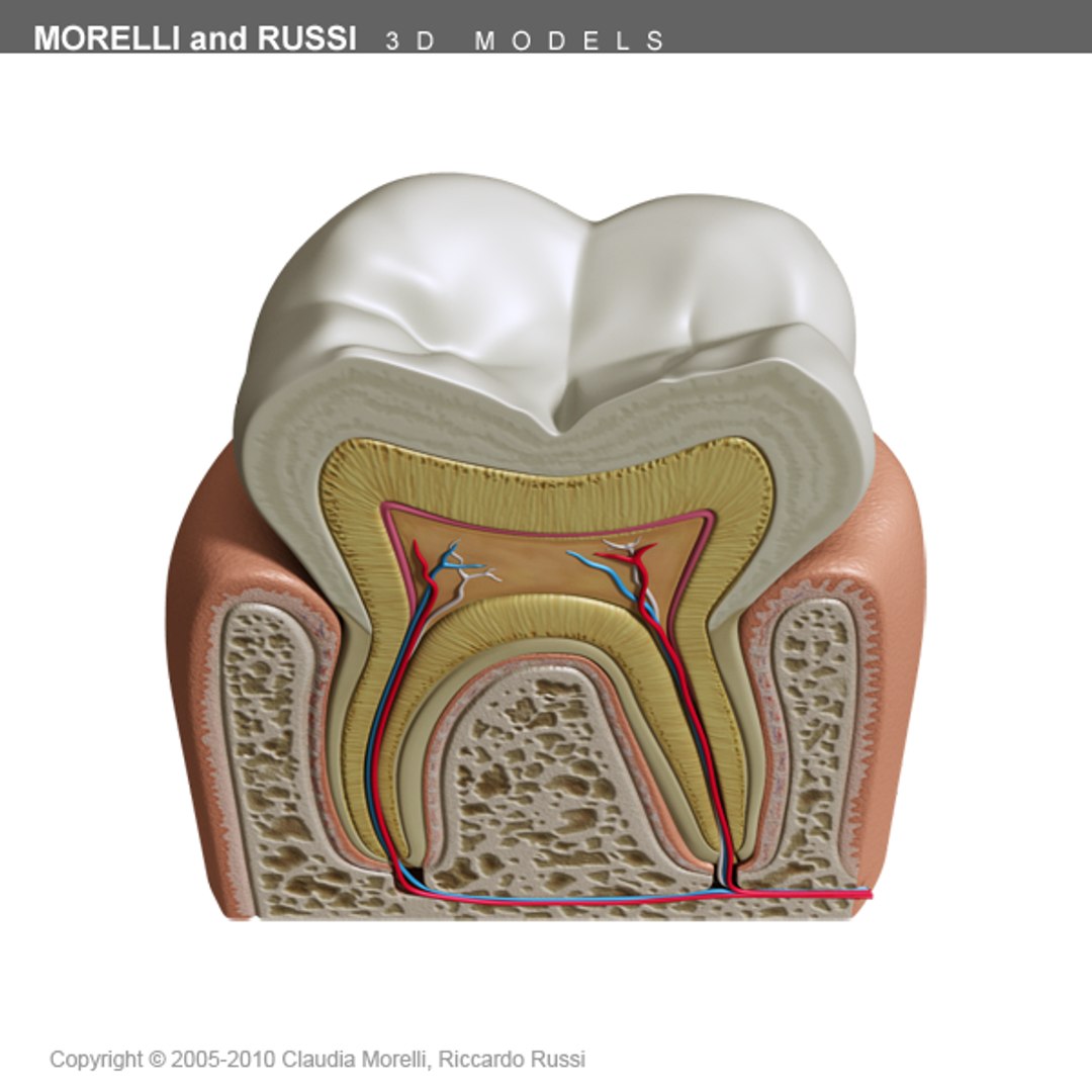 Tooth Section 3d Model