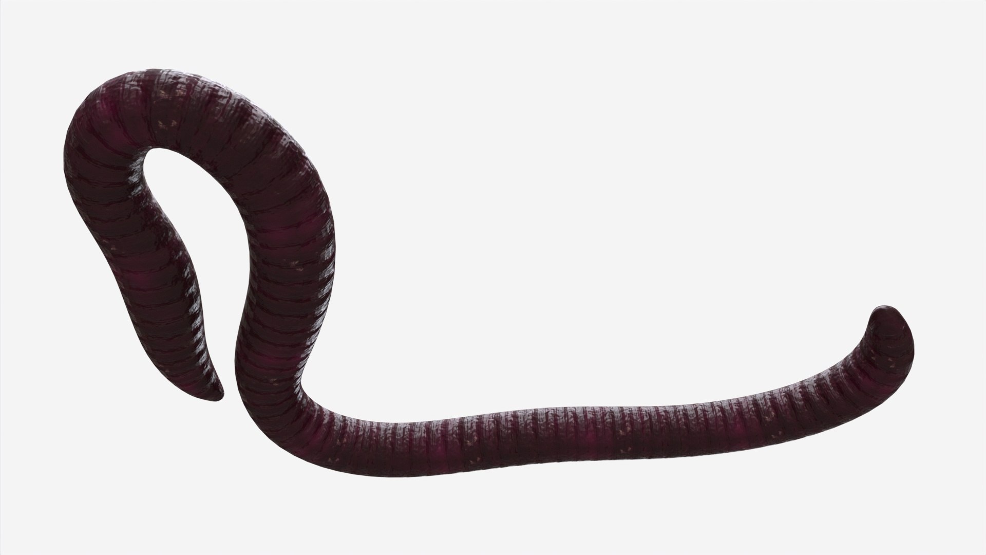 3D Red Worm 01 Model - TurboSquid 1934373