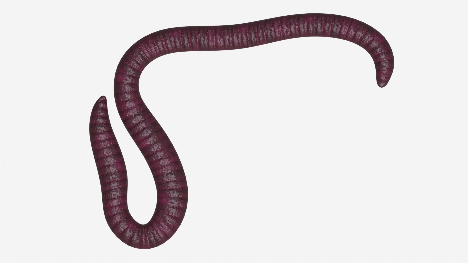 3D Red Worm 01 Model - TurboSquid 1934373