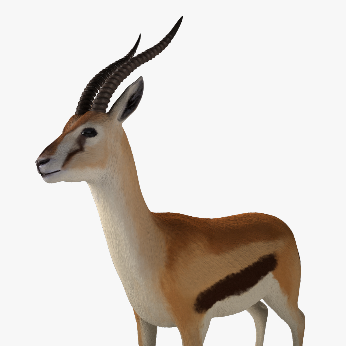3d thomson gazelle model