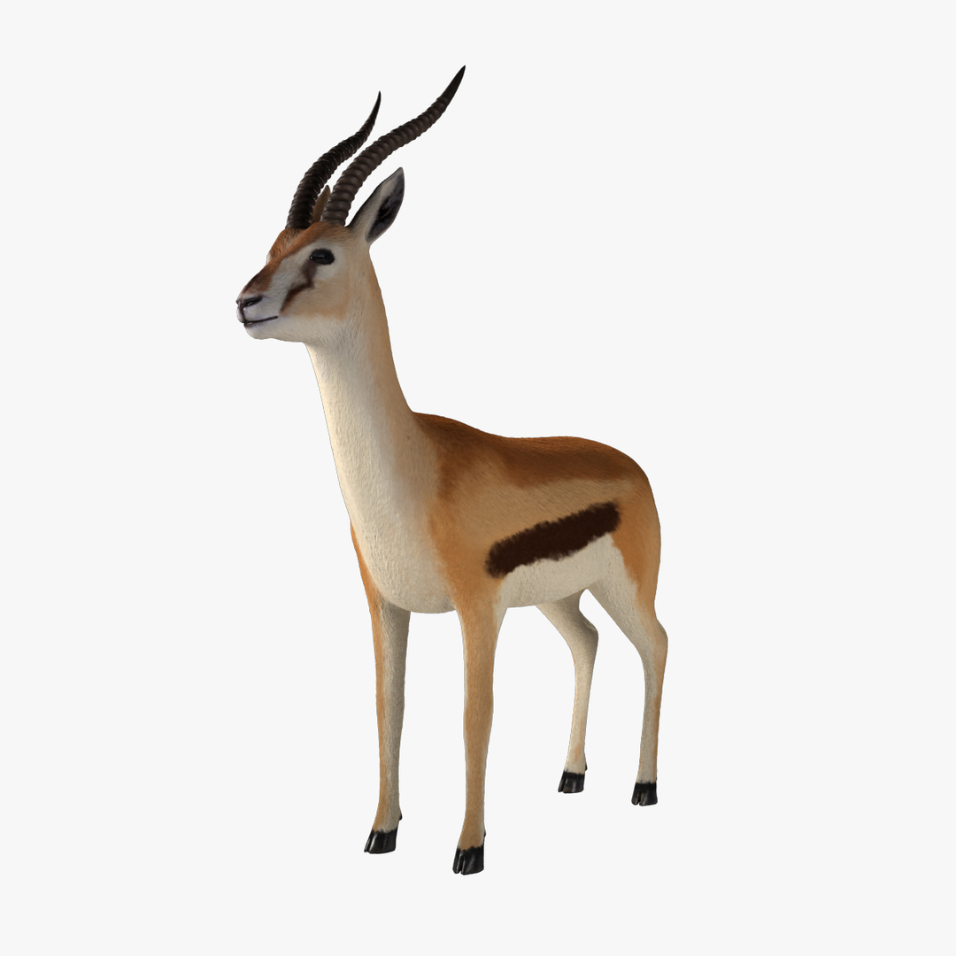3d thomson gazelle model