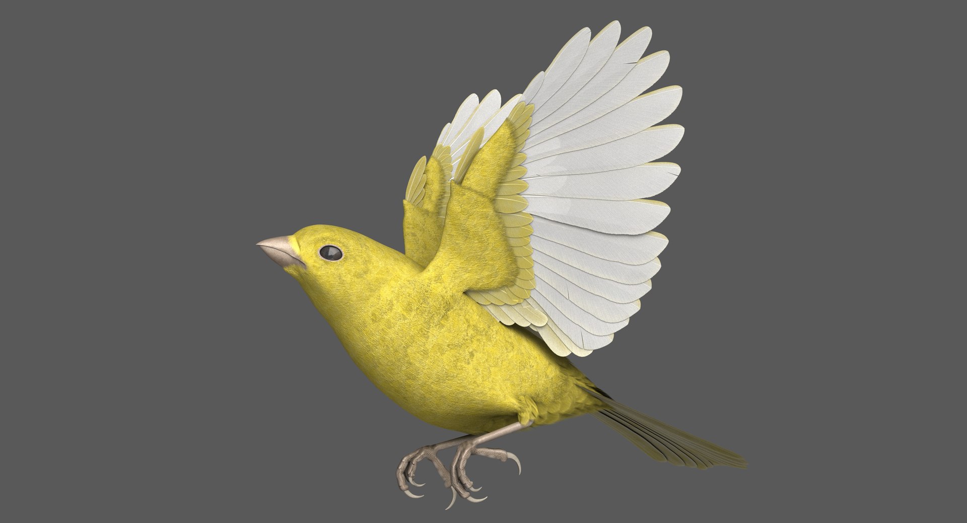 3D Model Rigged Domestic Canary - TurboSquid 1382164