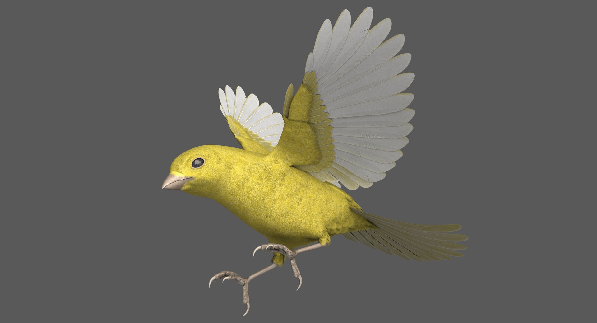 3D Model Rigged Domestic Canary - TurboSquid 1382164