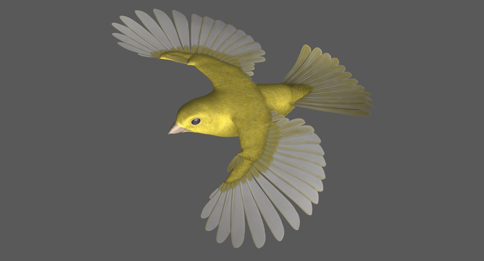 3D Model Rigged Domestic Canary - TurboSquid 1382164