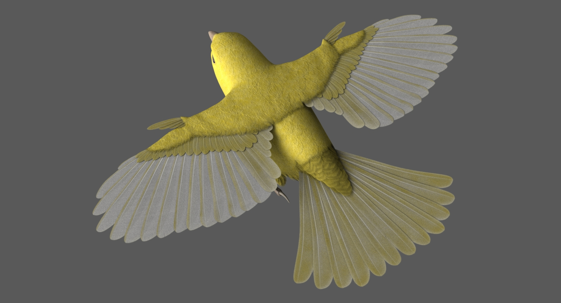 3D Model Rigged Domestic Canary - TurboSquid 1382164