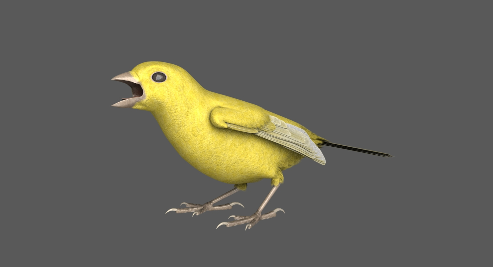 3D Model Rigged Domestic Canary - TurboSquid 1382164