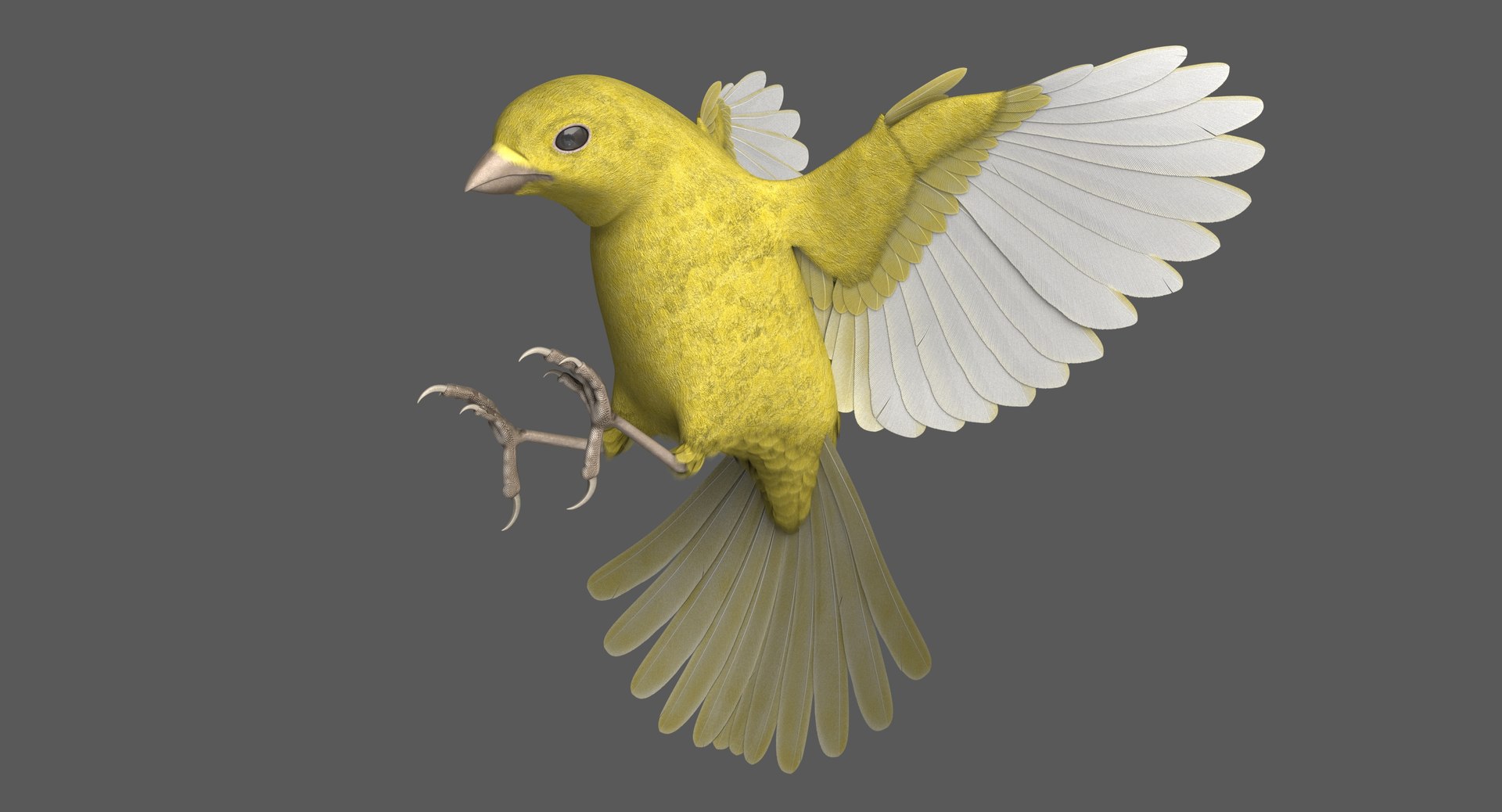 3D Model Rigged Domestic Canary - TurboSquid 1382164