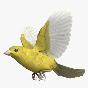 Domestic canary animation 3D model - TurboSquid 1386638