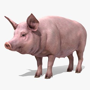 Download 3D Pig Blender Models - TurboSquid