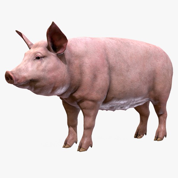 Free 3D Pig Models | TurboSquid