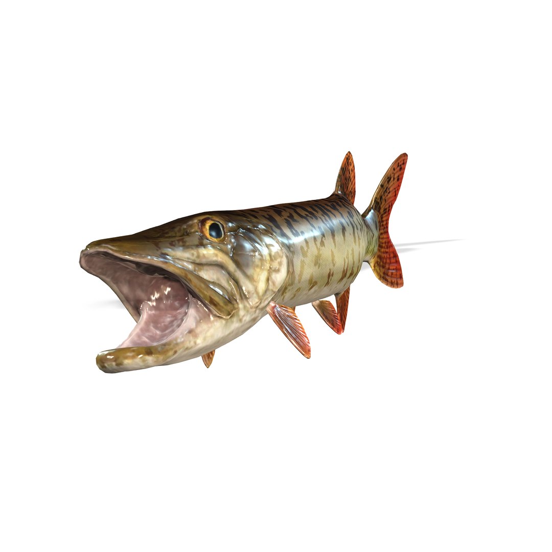 3D PIKE FISH Esox Masquinongy FISH ANIMAL SEA Model - TurboSquid 2210935