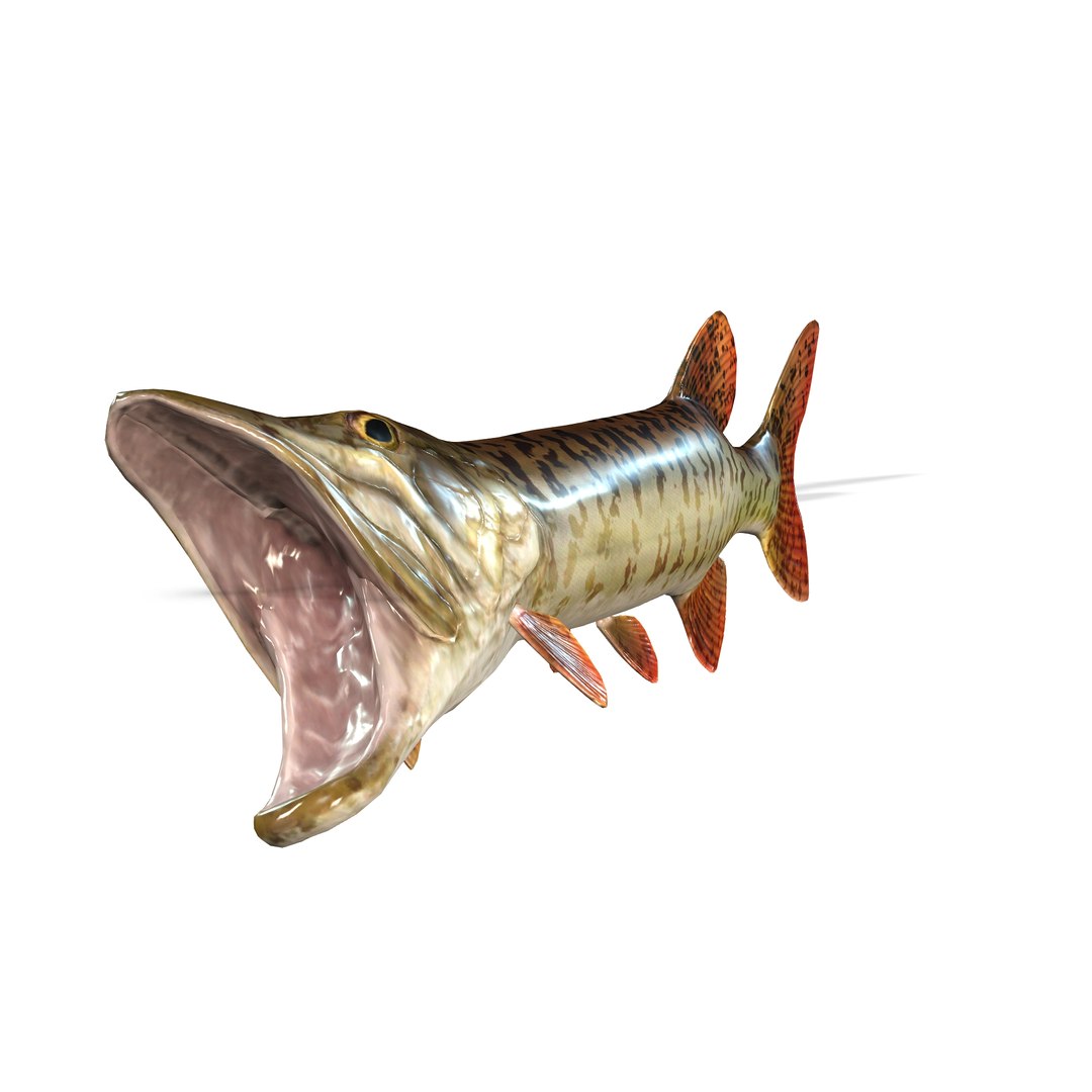 3D PIKE FISH Esox Masquinongy FISH ANIMAL SEA Model - TurboSquid 2210935