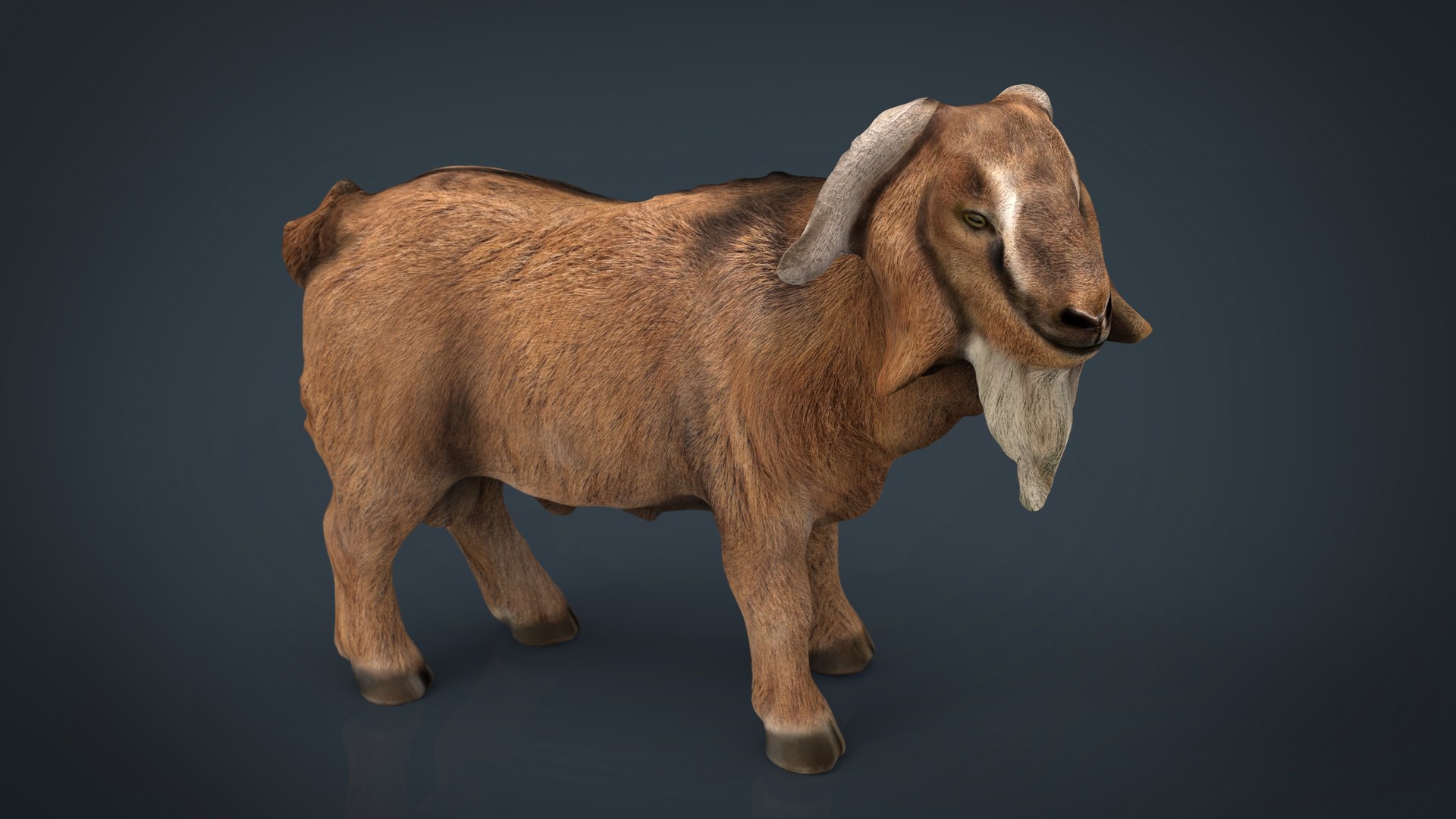 Domestic Goat 3D Model - TurboSquid 1287813