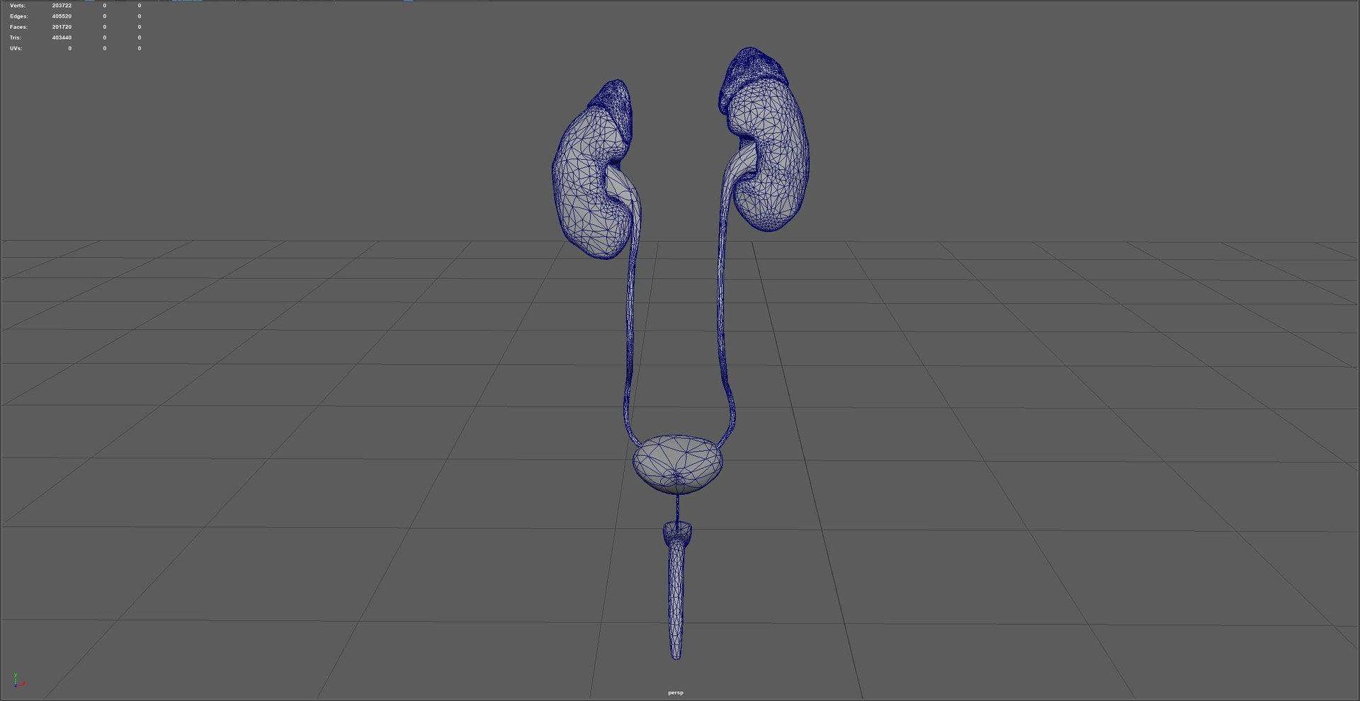 3D Urinary System and Kidneys - TurboSquid 1834134
