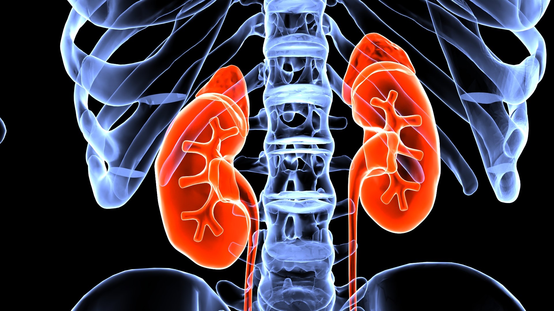 3D Urinary System and Kidneys - TurboSquid 1834134