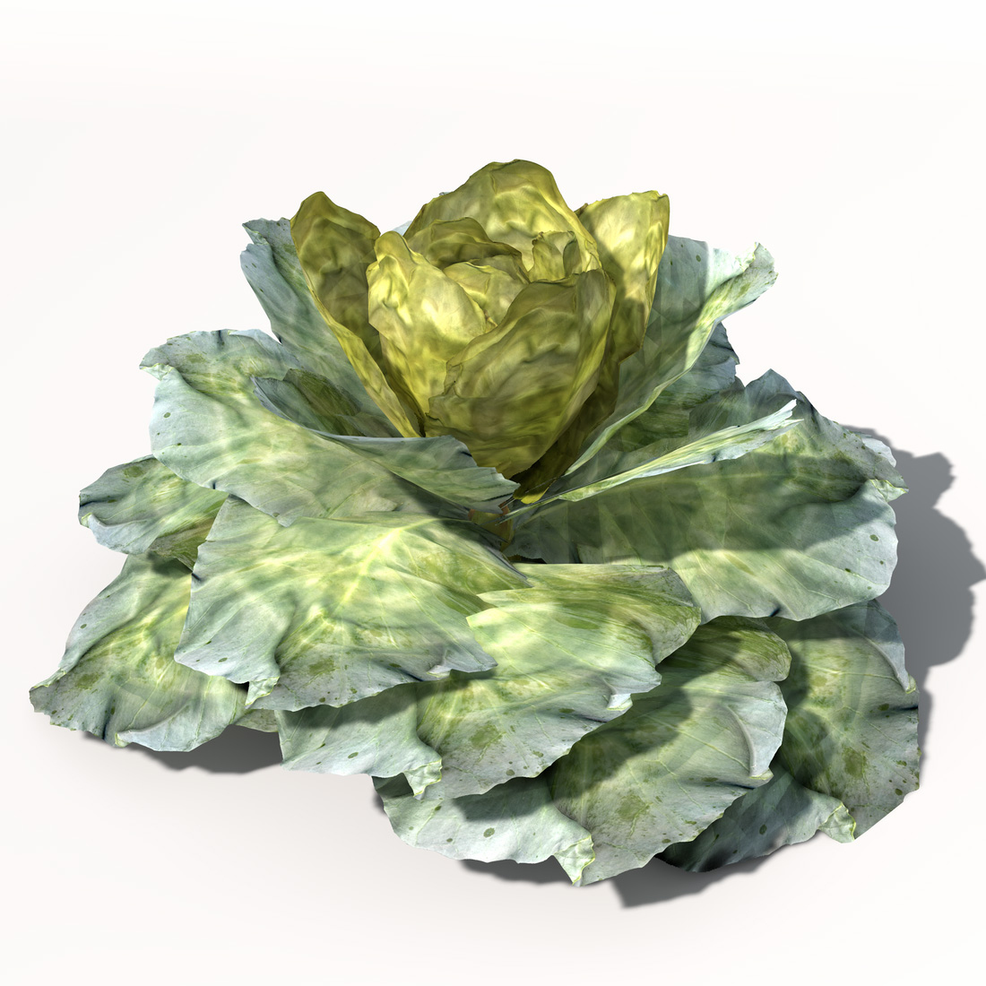 3d xfrogplants cabbage plant model