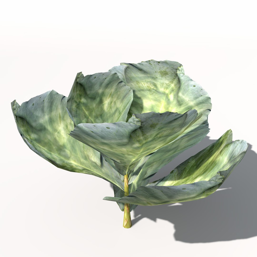 3d Xfrogplants Cabbage Plant Model