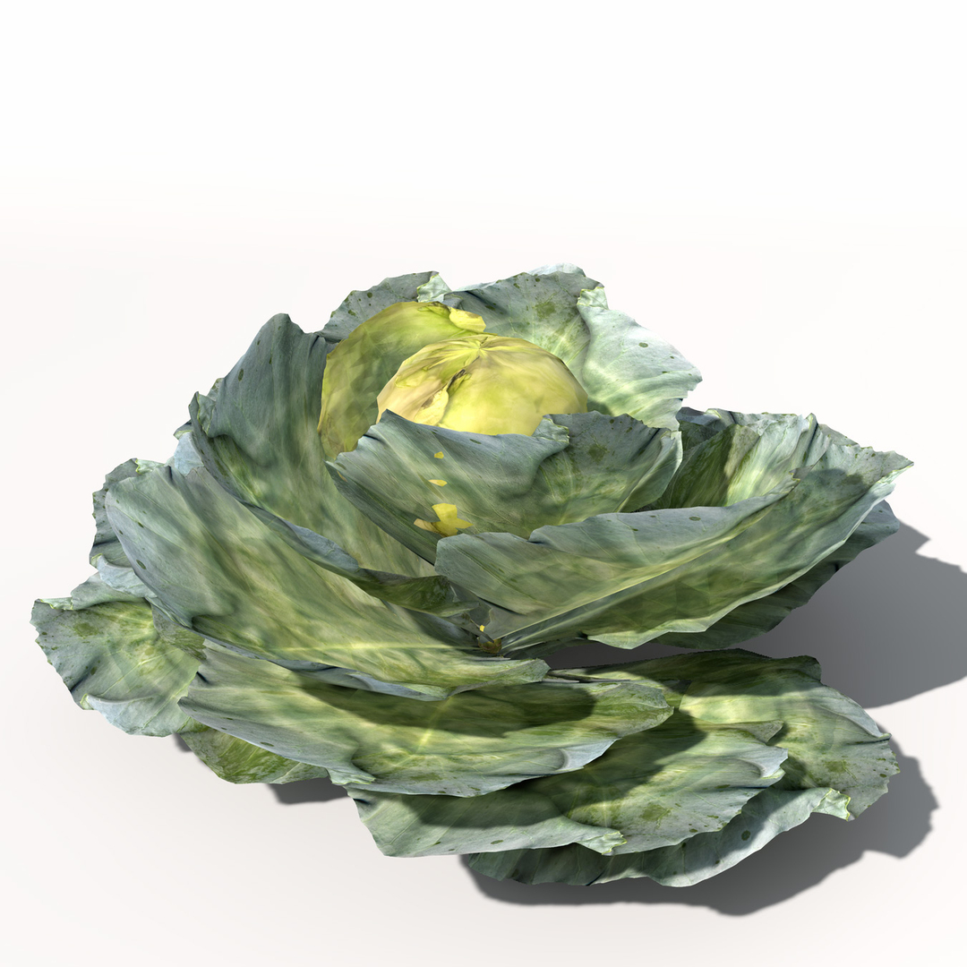 3d xfrogplants cabbage plant model