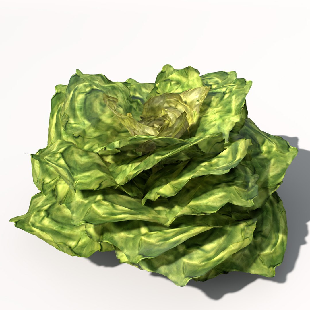 3d Xfrogplants Cabbage Plant Model
