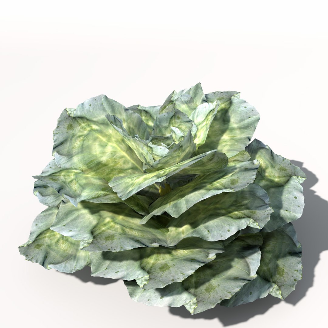 3d Xfrogplants Cabbage Plant Model