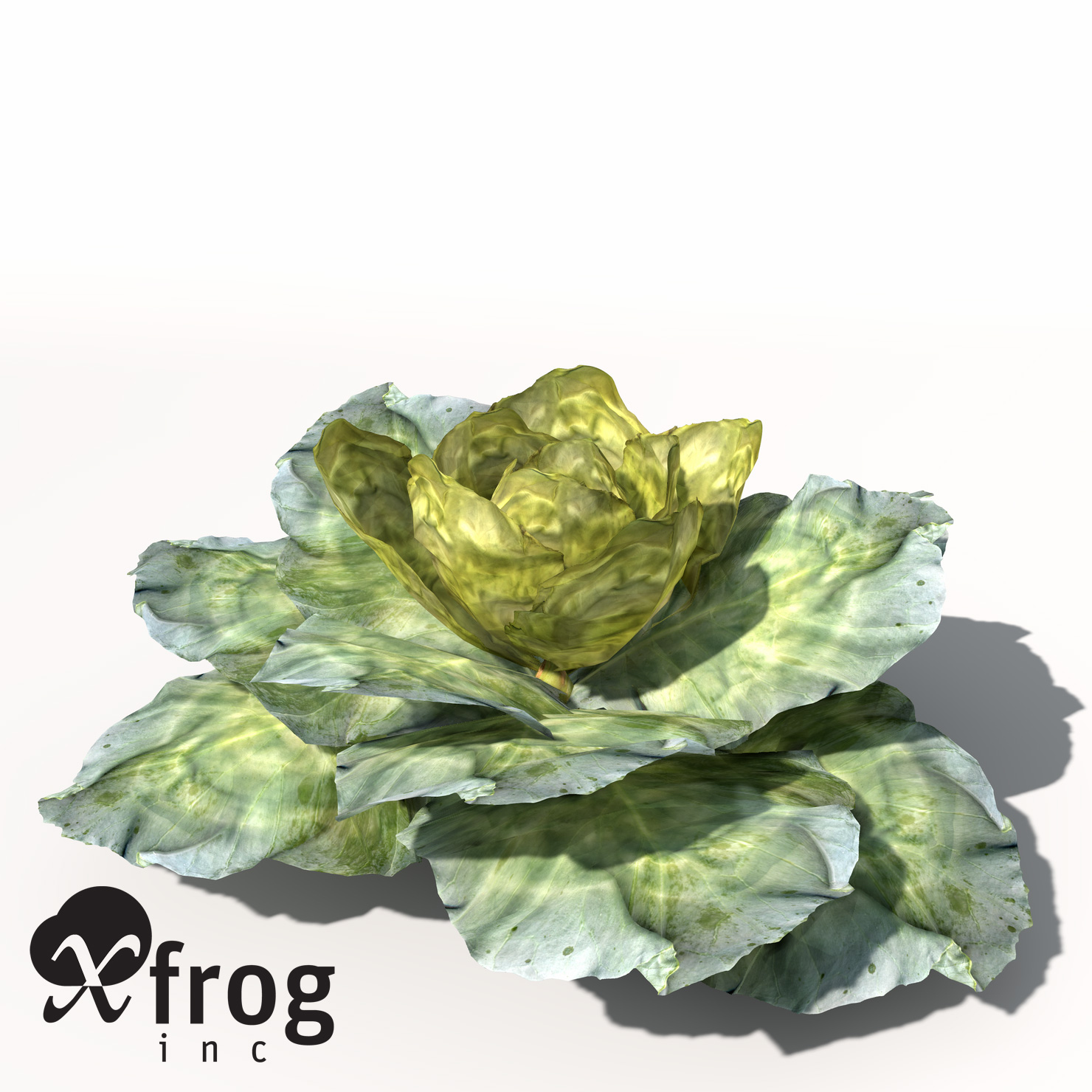 3d xfrogplants cabbage plant model