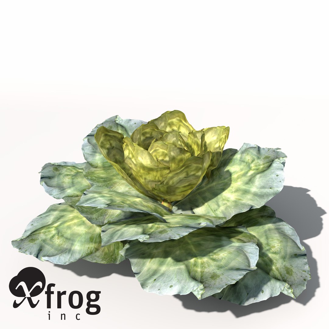 3d Xfrogplants Cabbage Plant Model