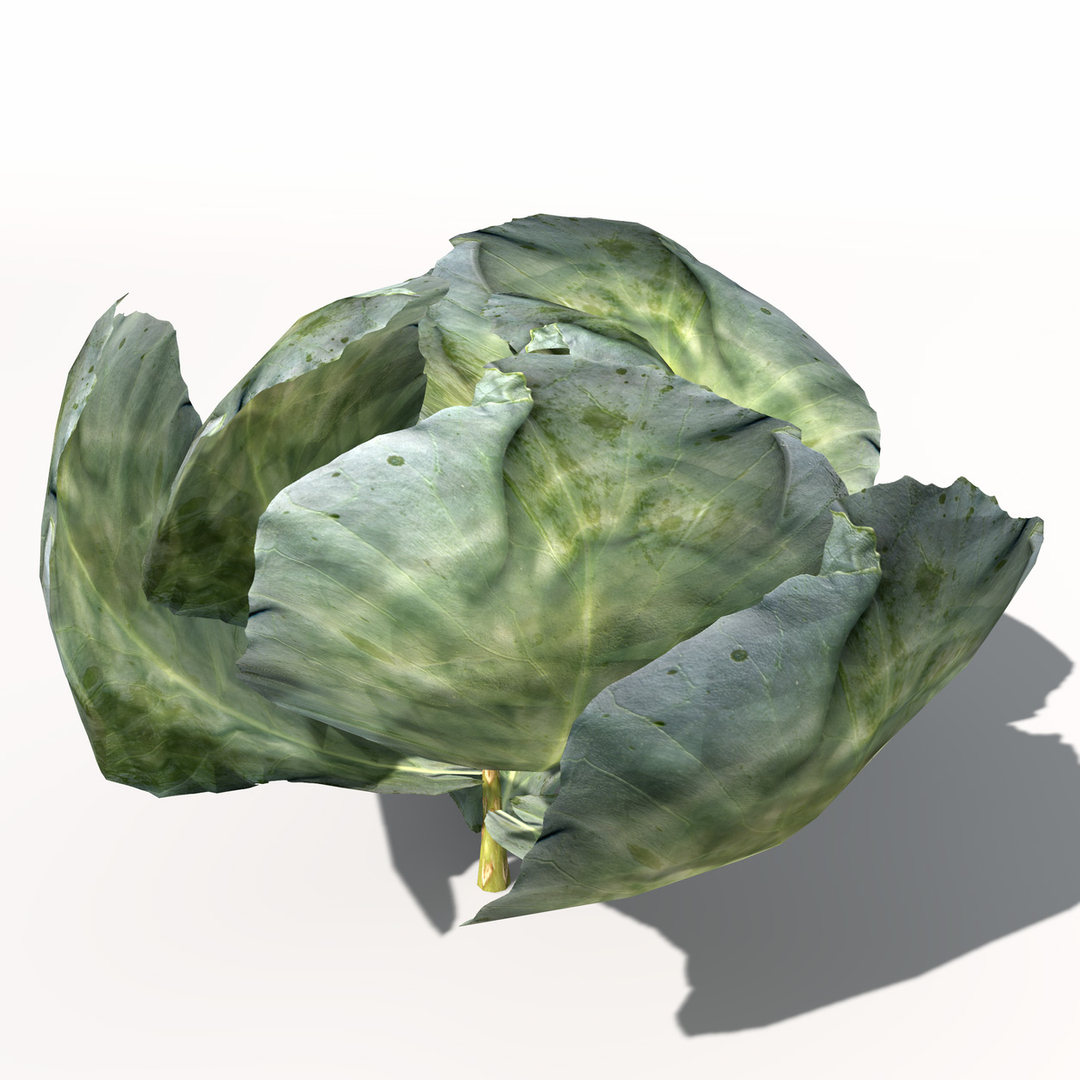 3d xfrogplants cabbage plant model