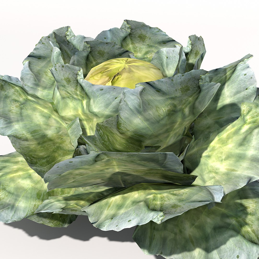 3d Xfrogplants Cabbage Plant Model