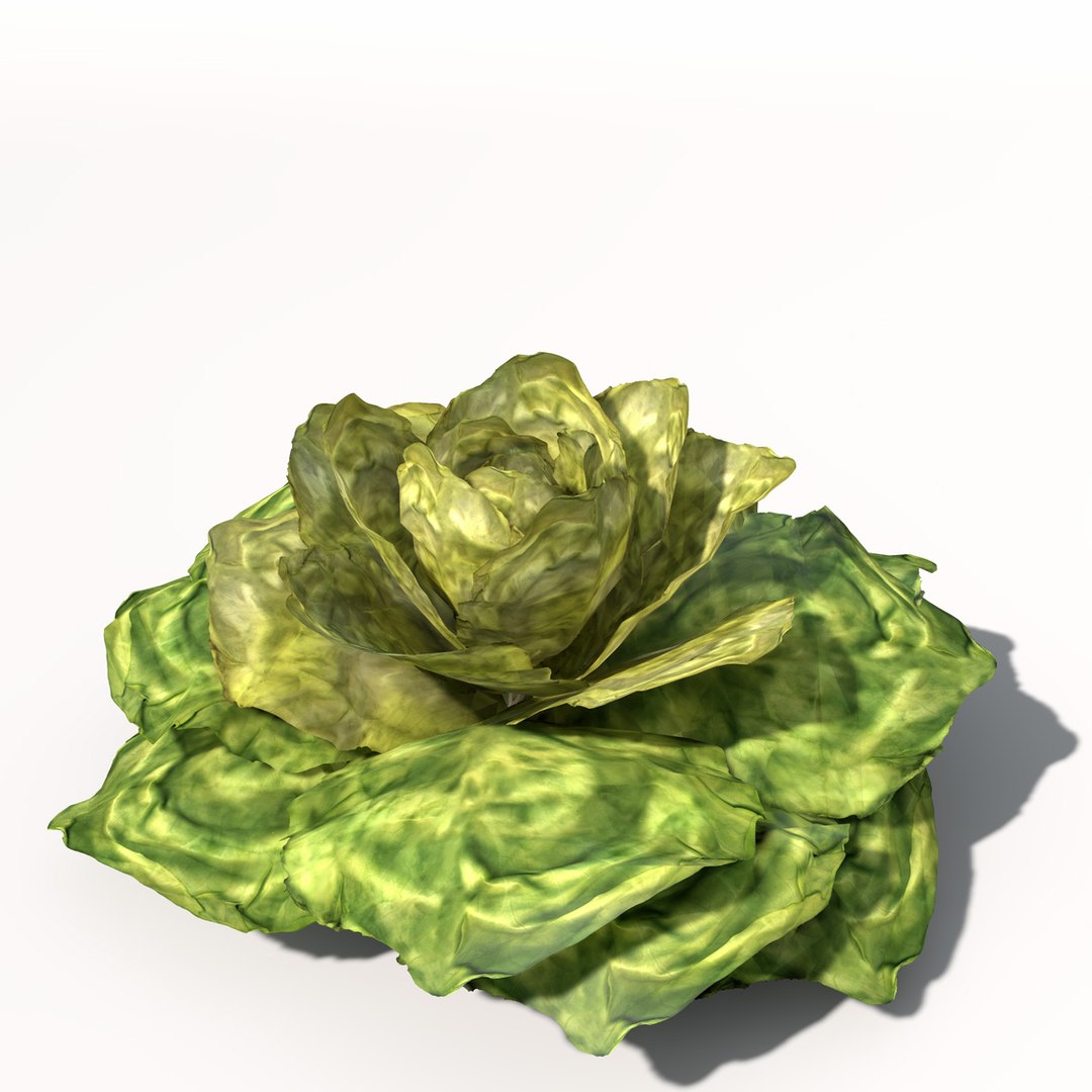 3d Xfrogplants Cabbage Plant Model