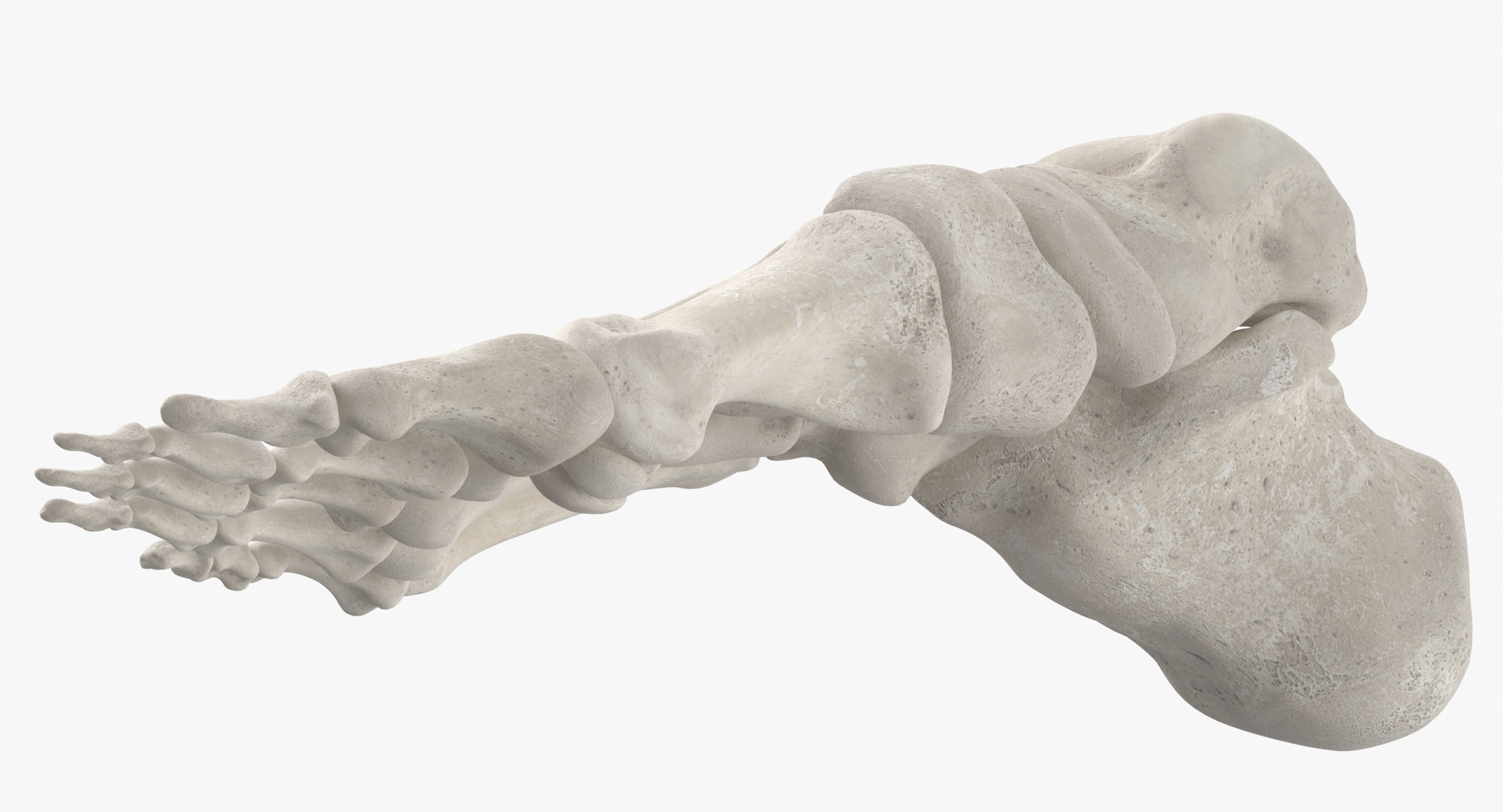 Human foot bones anatomy model - TurboSquid 1538252