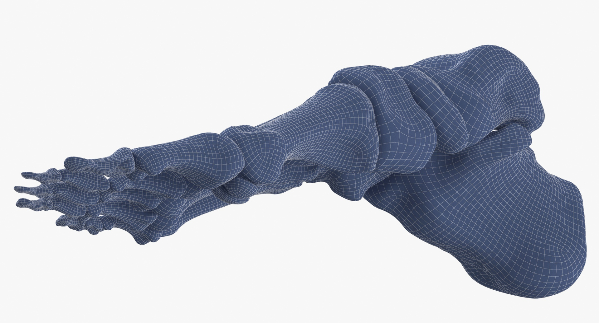 Human foot bones anatomy model - TurboSquid 1538252