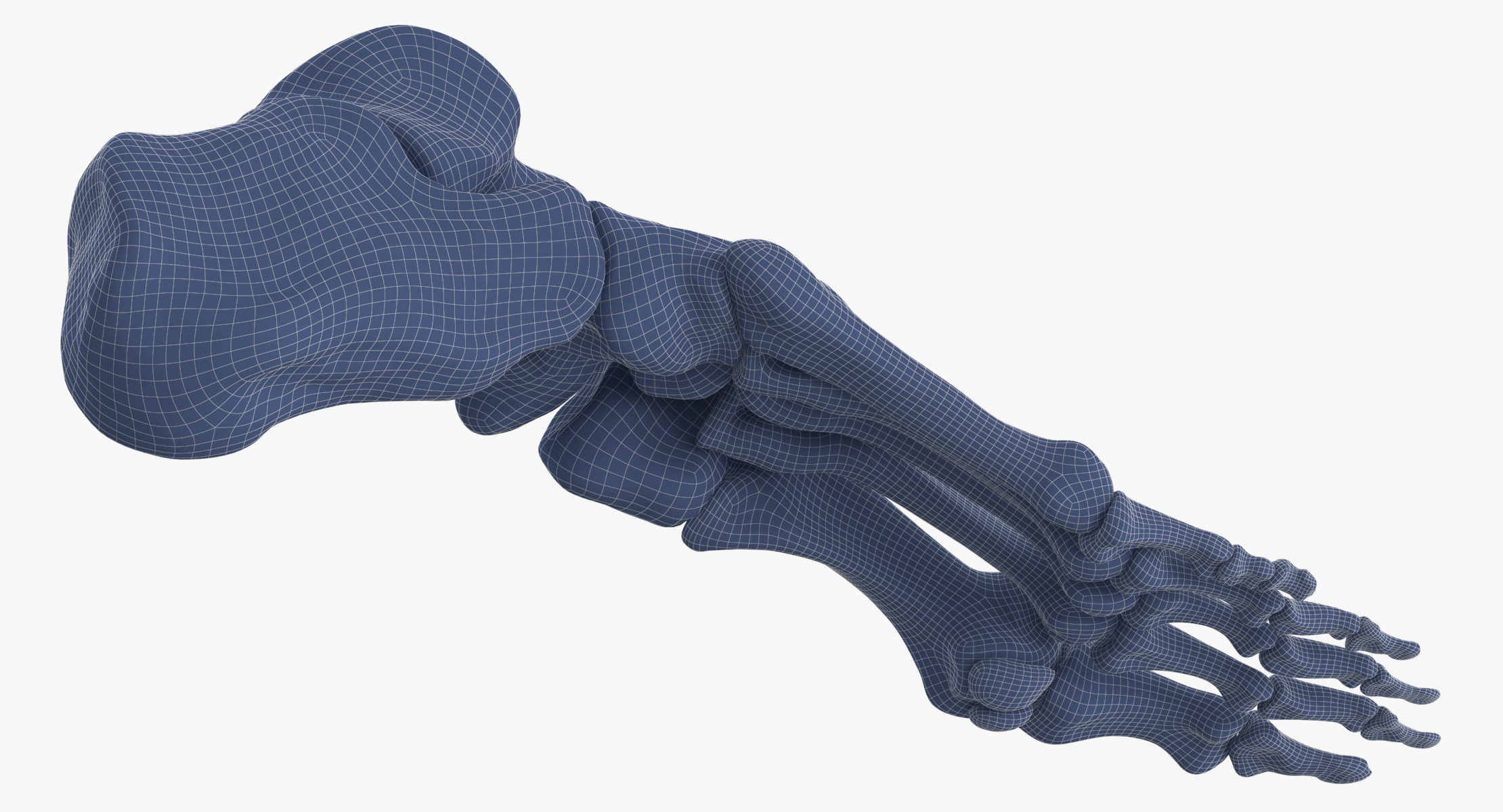 Human foot bones anatomy model - TurboSquid 1538252