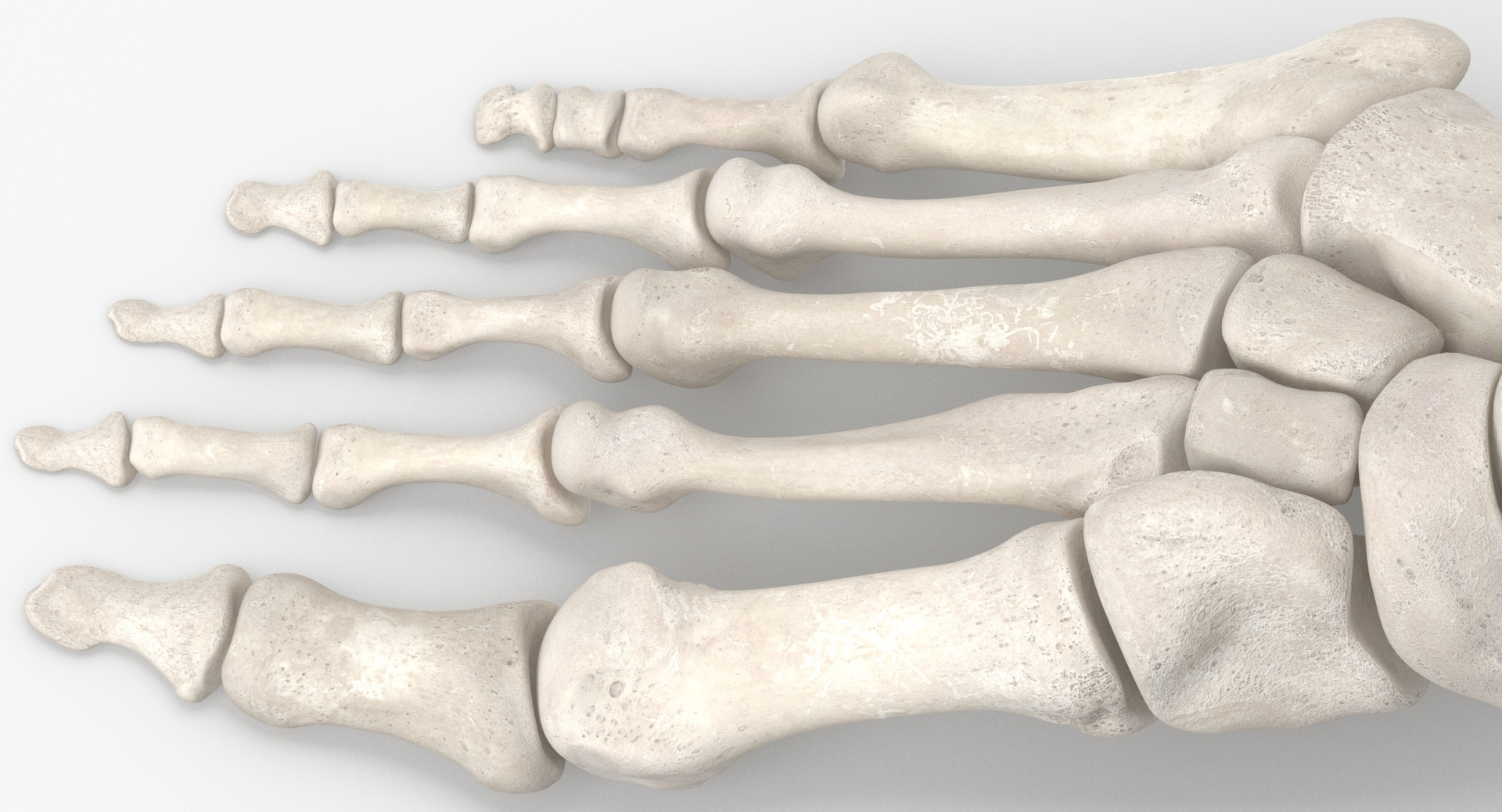 Human foot bones anatomy model - TurboSquid 1538252