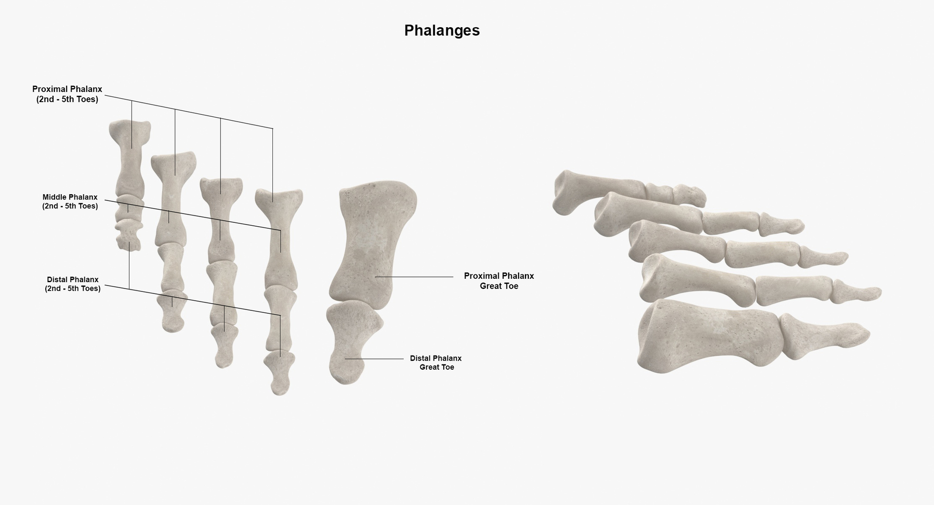 Human foot bones anatomy model - TurboSquid 1538252