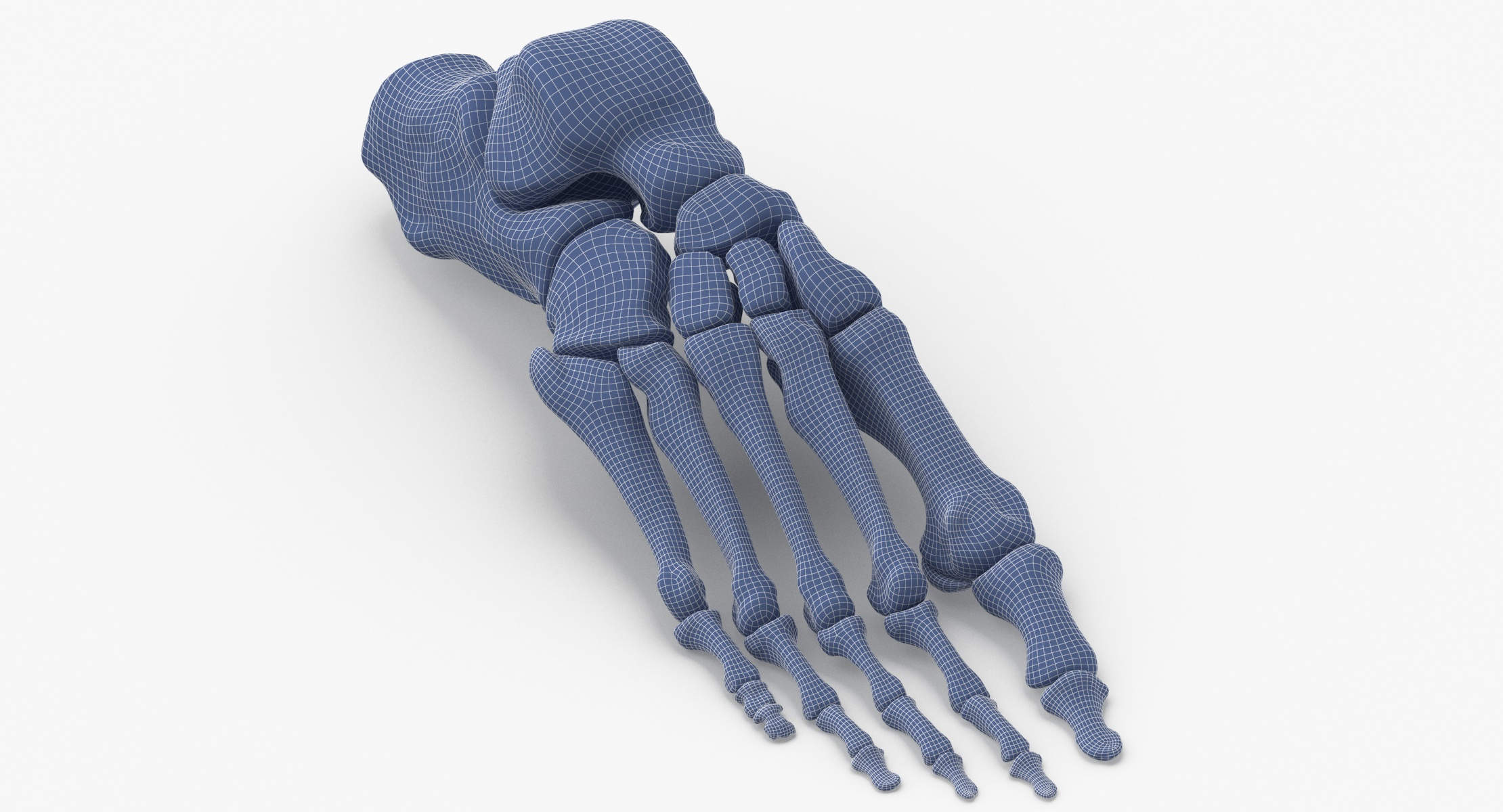 Human foot bones anatomy model - TurboSquid 1538252