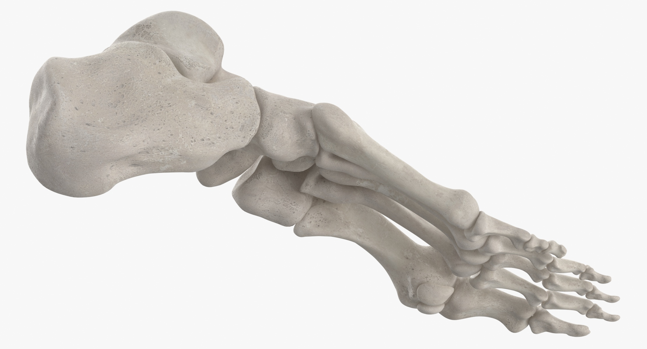 Human foot bones anatomy model - TurboSquid 1538252