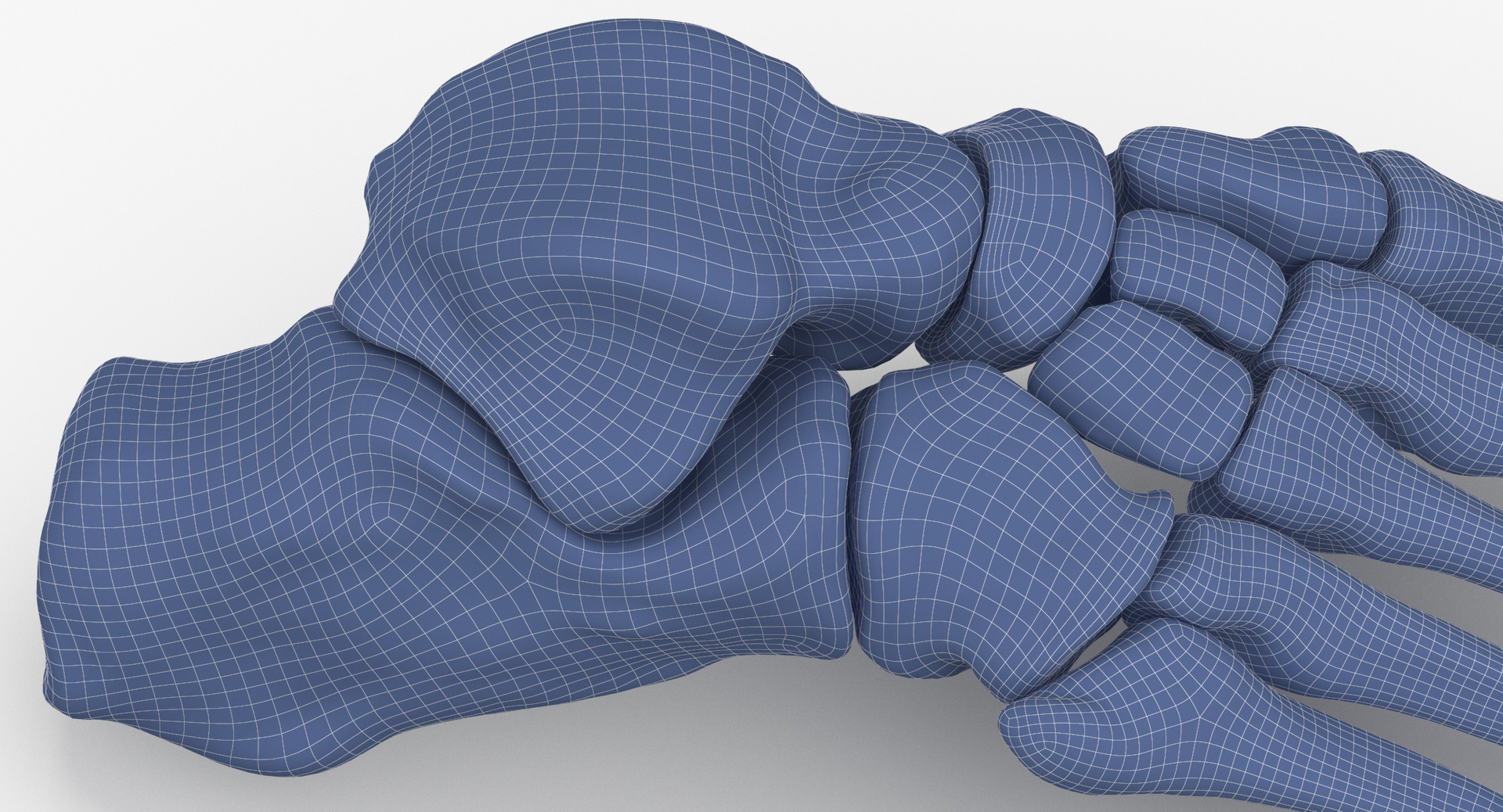 Human foot bones anatomy model - TurboSquid 1538252