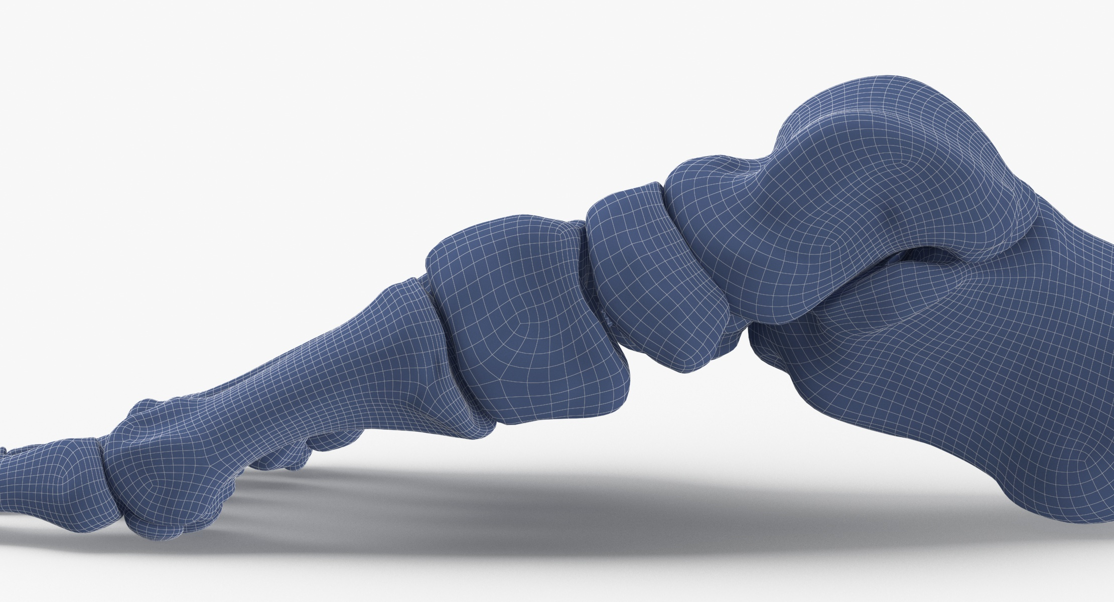 Human foot bones anatomy model - TurboSquid 1538252