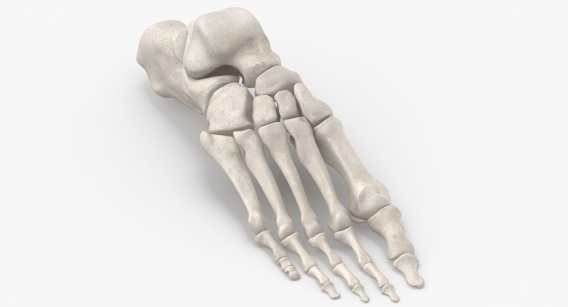 foot bones anatomy 3d