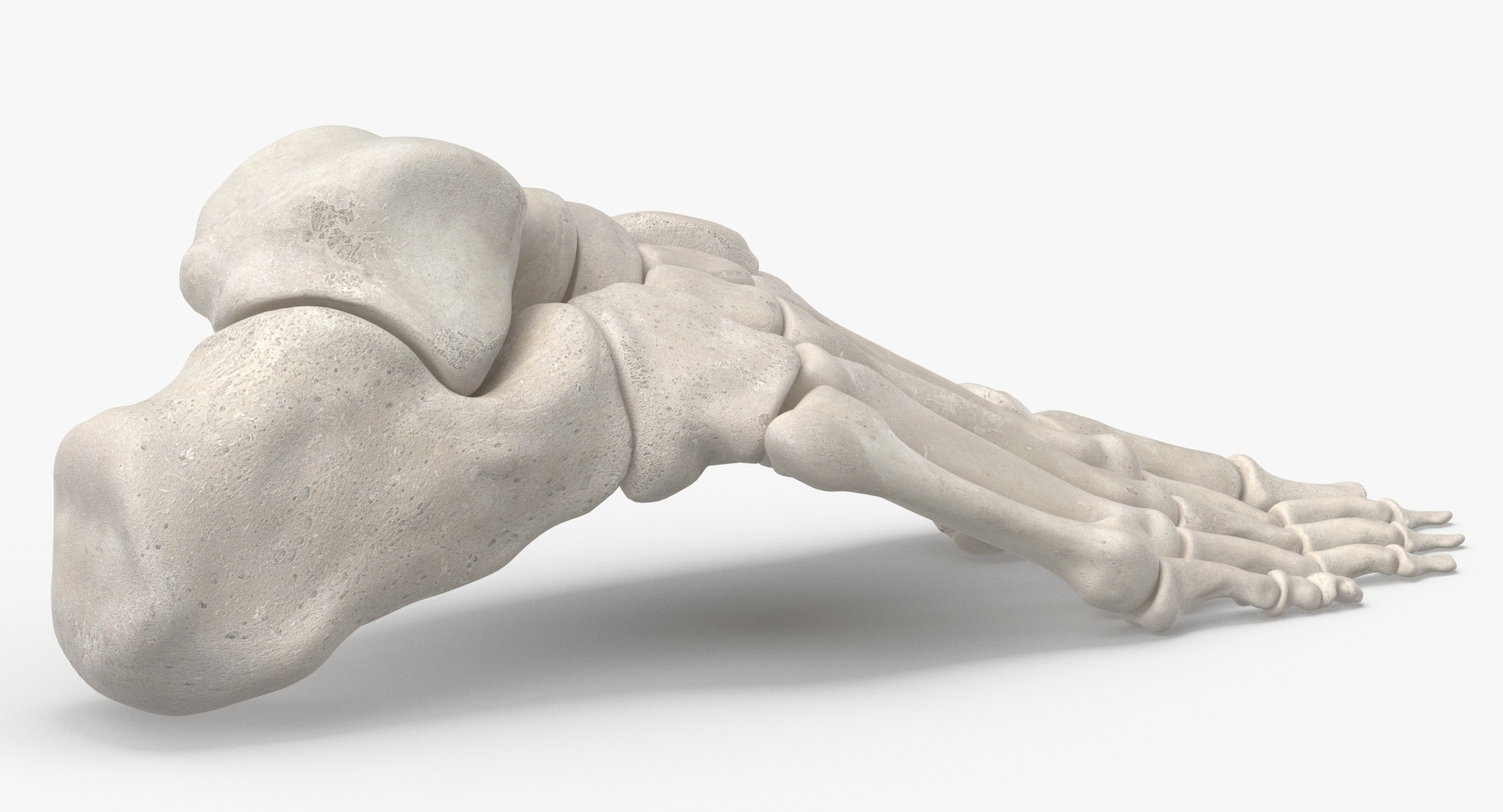 Real Human Foot Bones Anatomy 01 Weiß 3D-Modell - TurboSquid 1538252