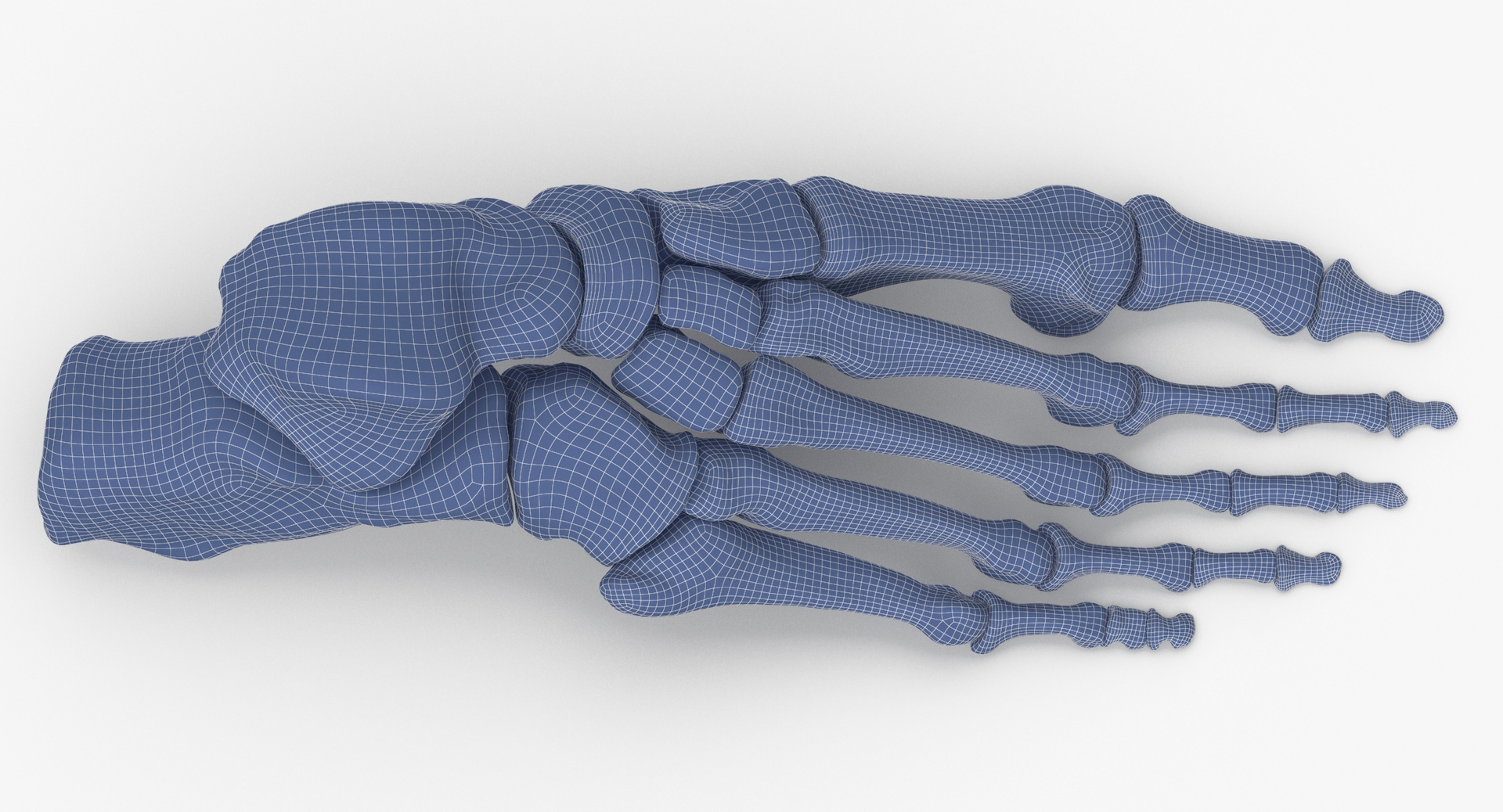 Human foot bones anatomy model - TurboSquid 1538252