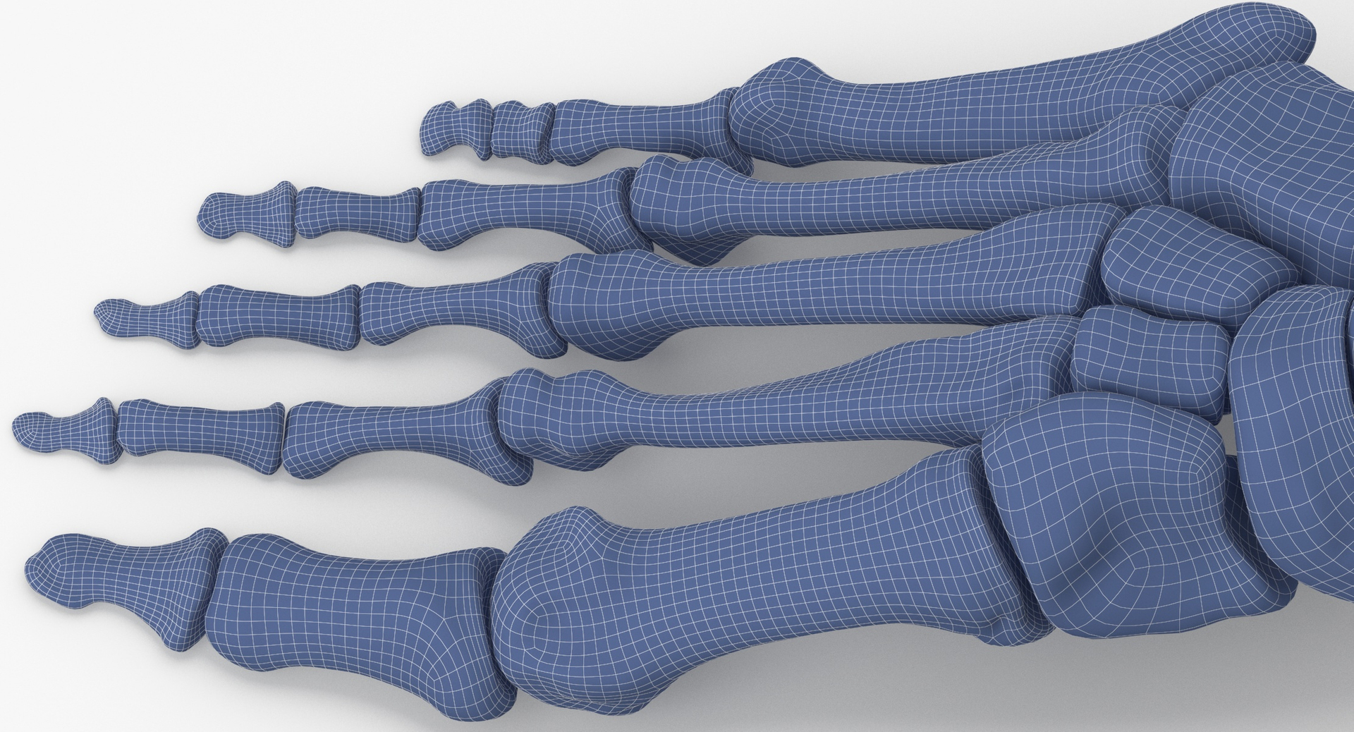 Human foot bones anatomy model - TurboSquid 1538252