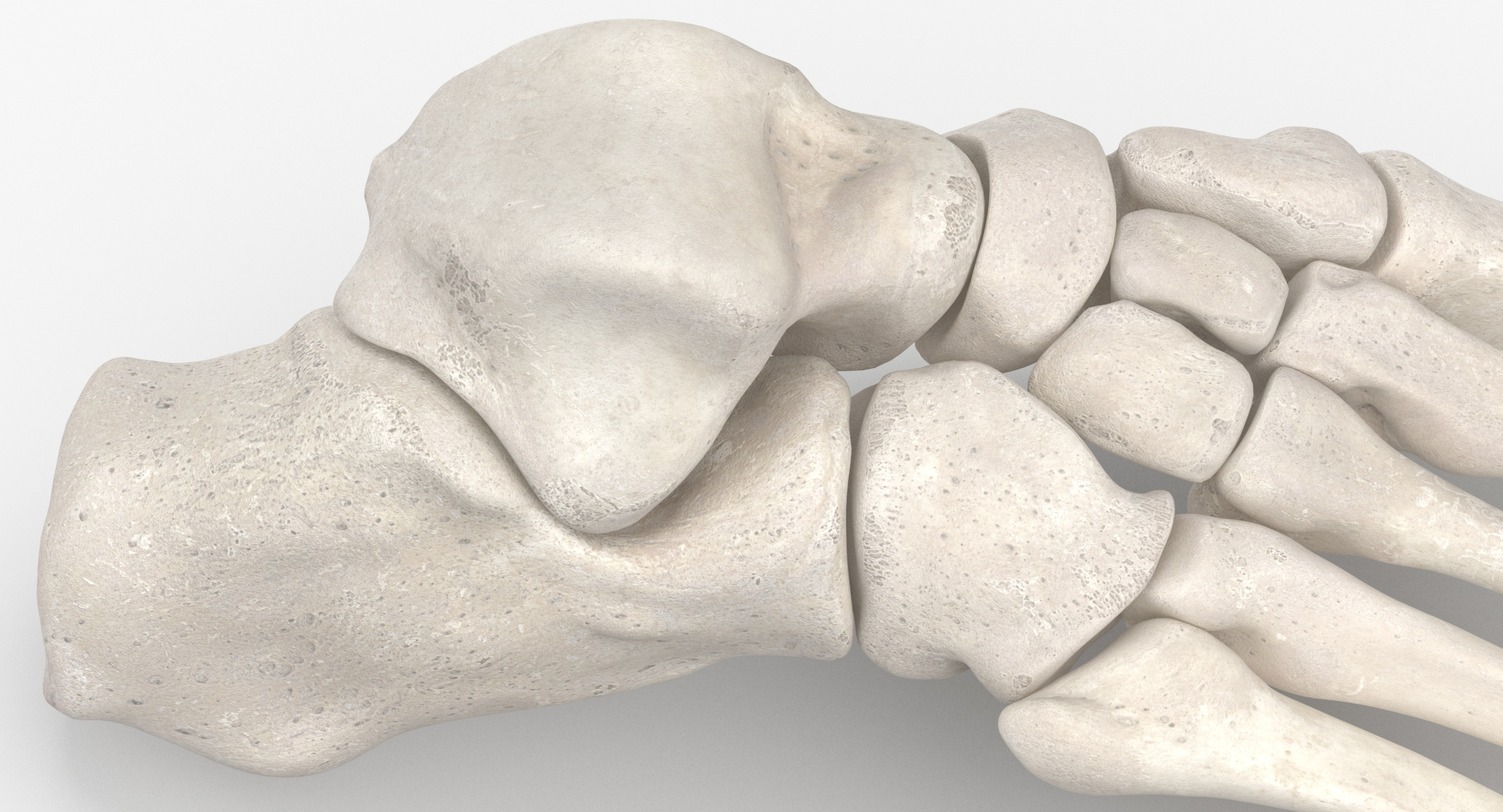 Human foot bones anatomy model - TurboSquid 1538252