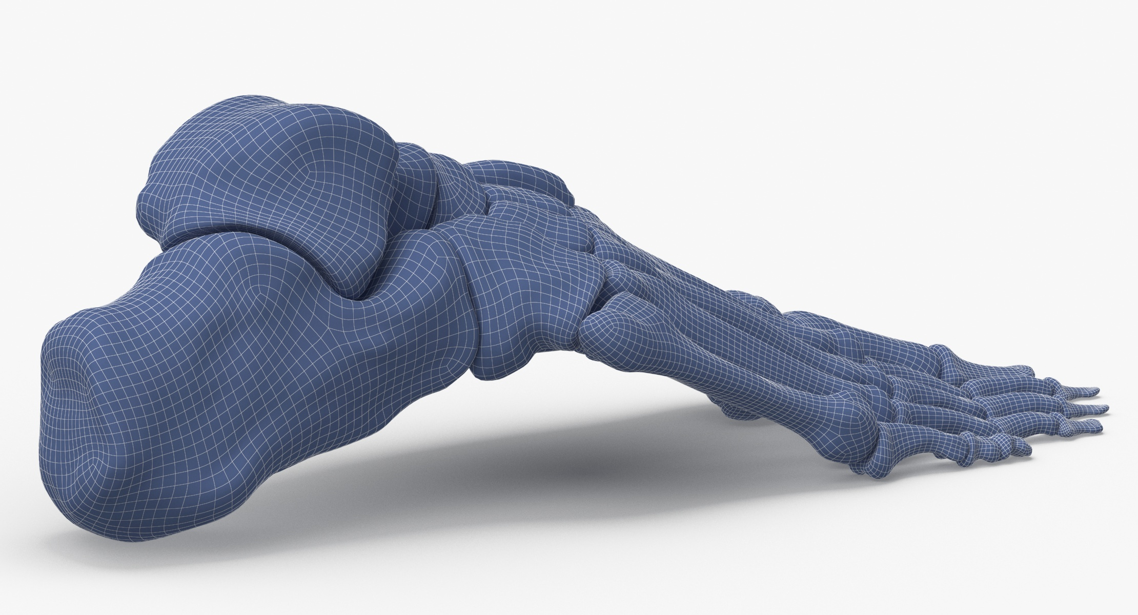 Human foot bones anatomy model - TurboSquid 1538252